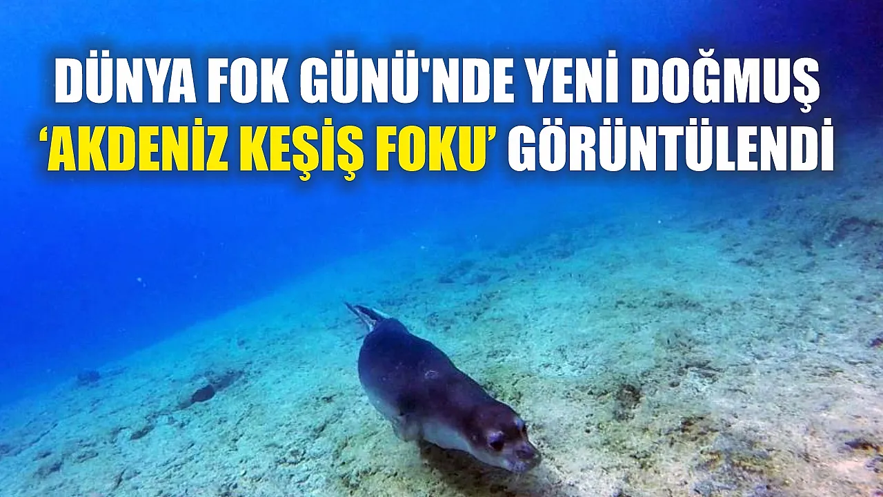 'Dünya Fok Günü'nde yeni doğmuş 'Akdeniz keşiş foku' görüntülendi ...
